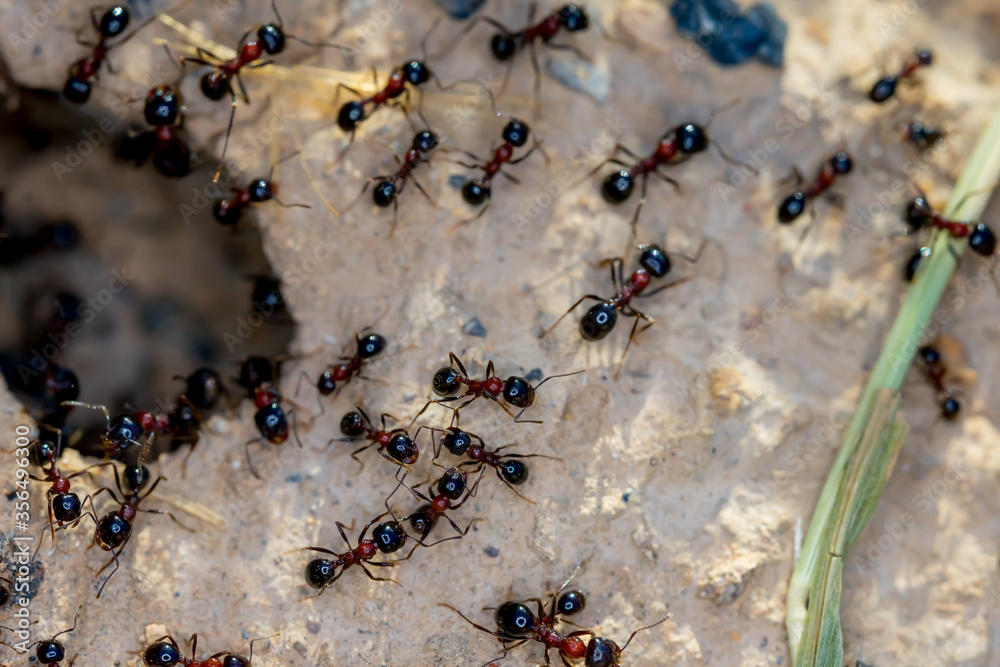 Ant Family. Ants. Macro photo. Mink in the ground. Ants are working ...