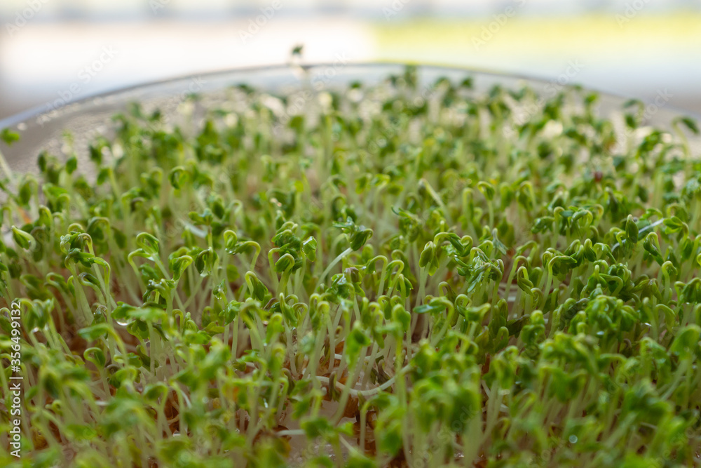 Sprouting tower tray with water cress seeds. Germinating and growing ...