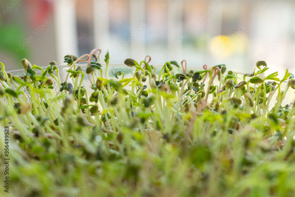 Sprouting tower tray with a mix of seeds: fenugreek, lentils, and ...