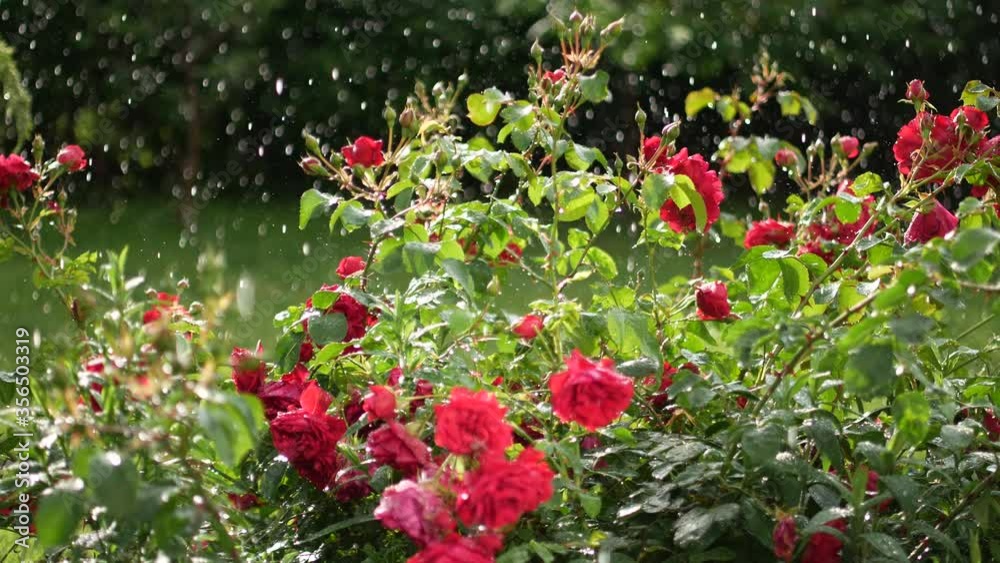 Rain on red roses, rain falling over the red roses, rain drops shining ...