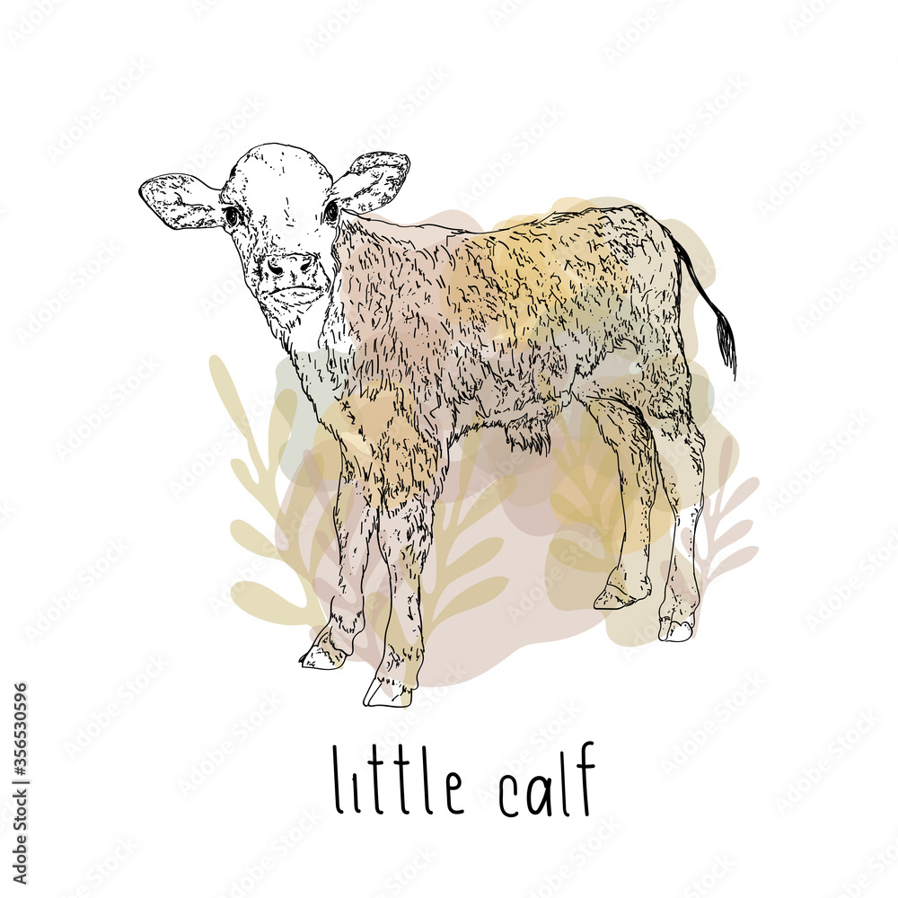 A small, young calf drawn in black outline. In the light of transparent ...