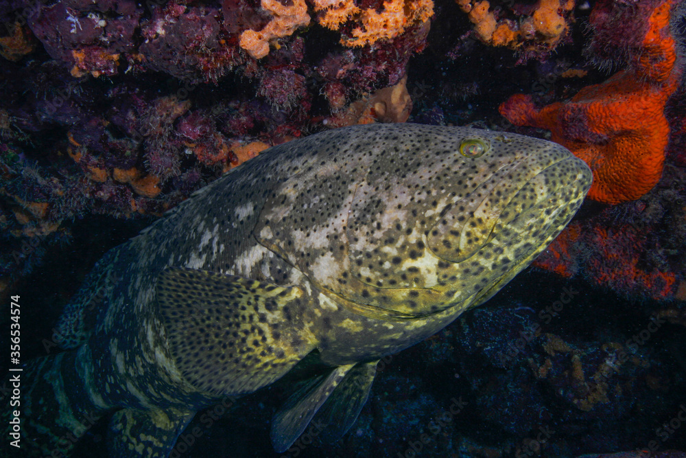 Large Goliath Grouper, a critically endangered species, under a ledge ...