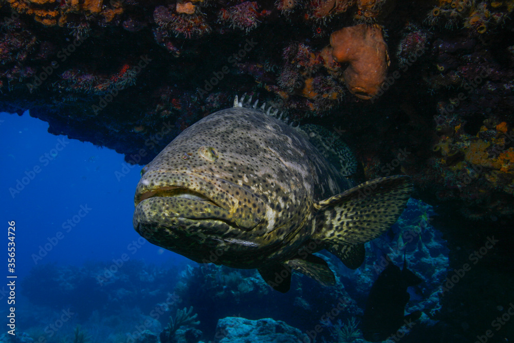 A very large Goliath Grouper, a critically endangered species, under a ...