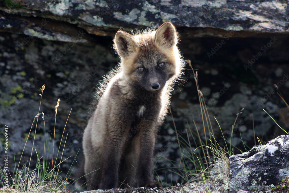 Arctic fox kit Alaska tundra Stock Photo | Adobe Stock