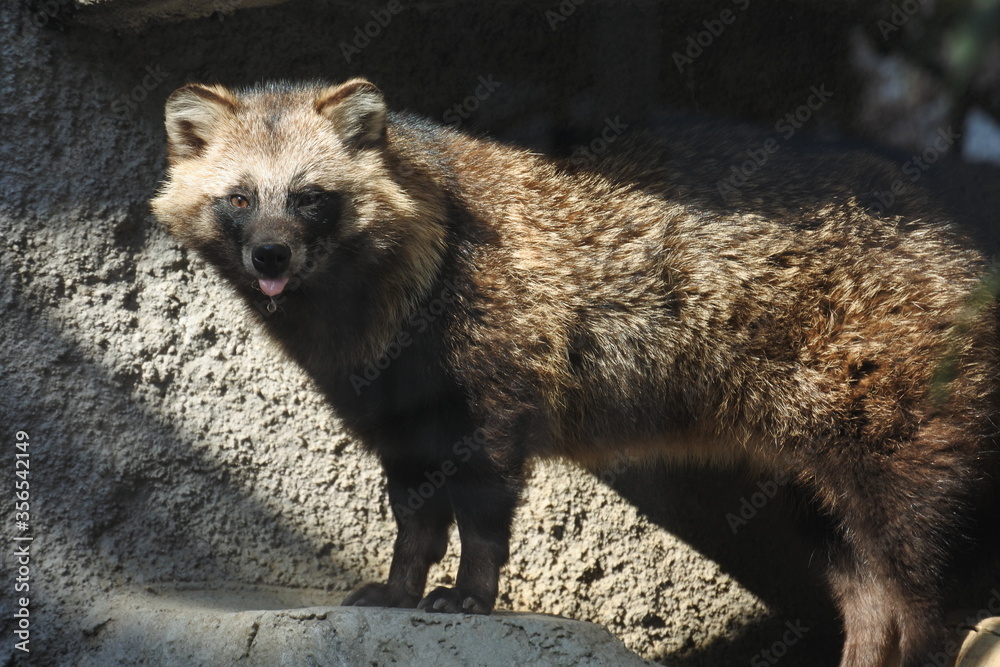 Are Japanese Raccoon Dog Endangered