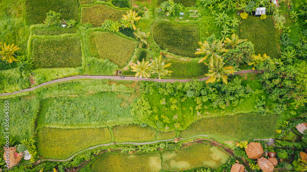 Aerial view of path winding through rice terraces in Ubud, Bali ...