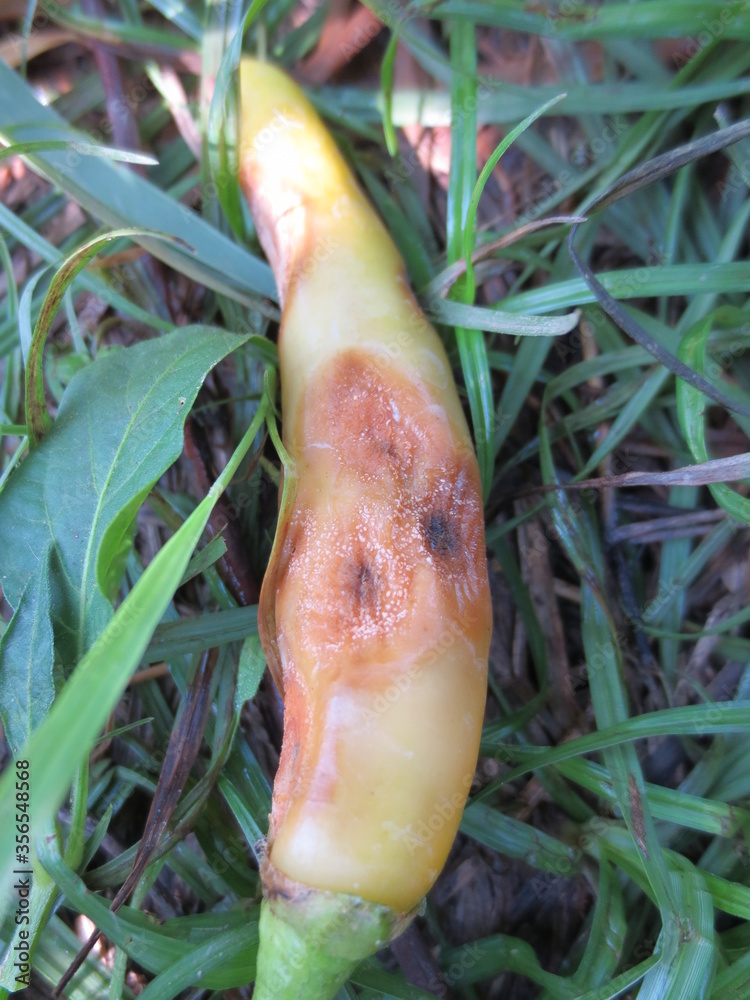 Chilli anthracnose disease caused by Colletotrichum species in Viet Nam ...