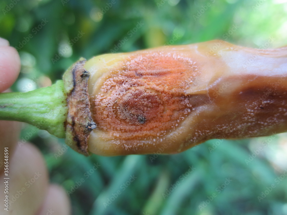 Chilli anthracnose disease caused by Colletotrichum species in Viet Nam ...