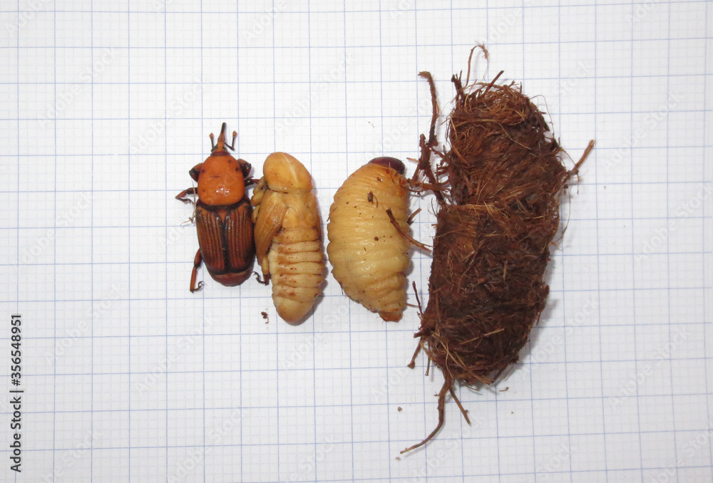Asian palm weevil (Rhynchophorus ferrugineus) injure on coconut tree in ...