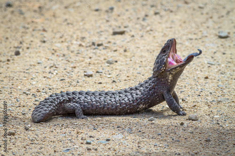 Shingleback, Two-Headed Skink, Stump-Tailed Skink, Bobtail - different ...