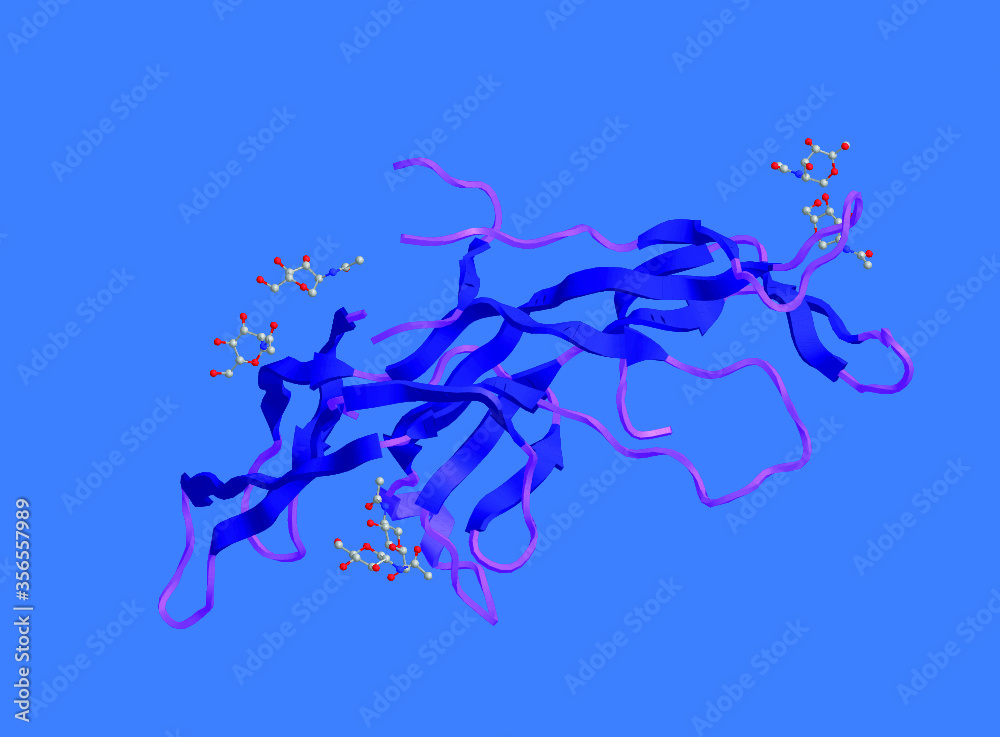 hCG Human chorionic gonadotropin hormone cartoon, ball and stick model ...