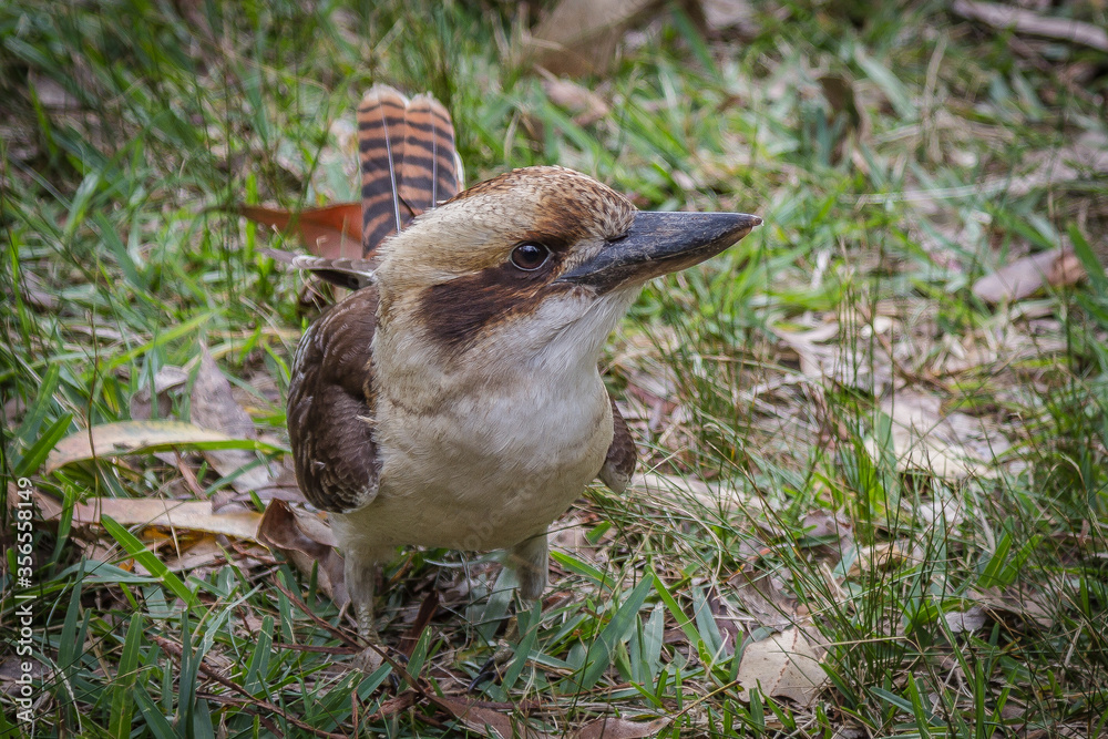 Birds Of Australia. Kookabara hunts for earthworm in the Royal National ...