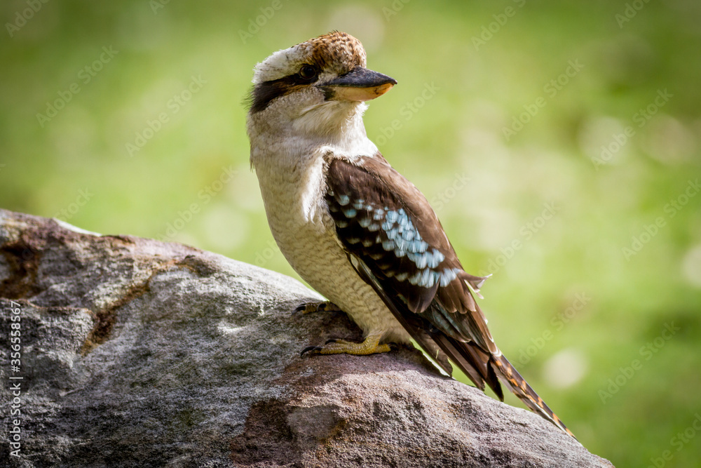 Birds Of Australia. Kookabara hunts for earthworm in the Royal National ...