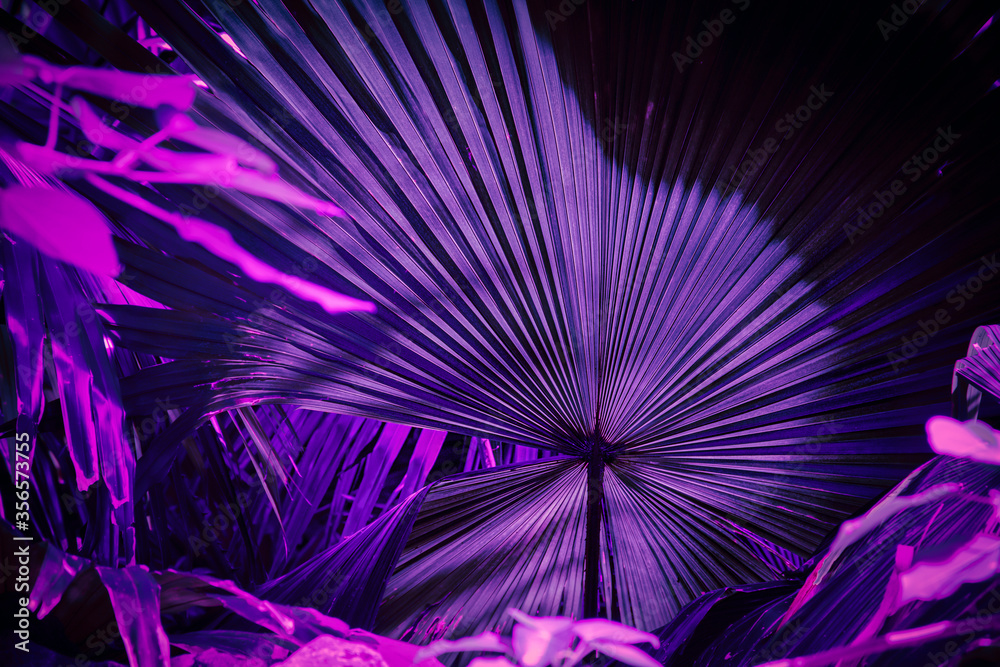 tropical leaves in jungle, purple nature background, dark toned process ...