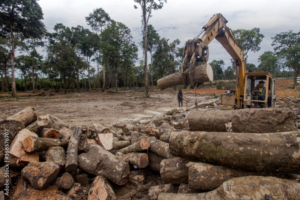 Deforestation. Logging. Rainforest cut down and environment destroyed ...