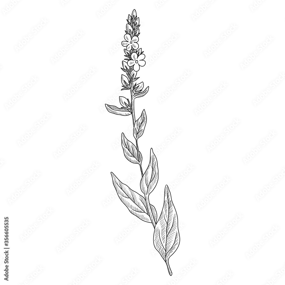 vector drawing mullein Stock Vector | Adobe Stock