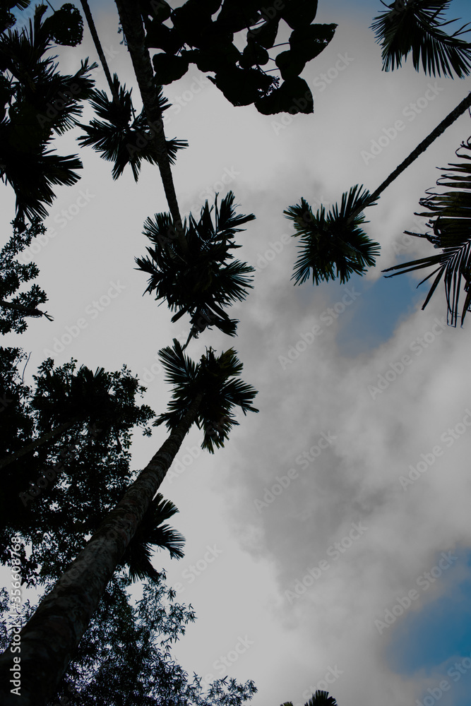 betelnut trees in Assam, India. betelnut farming in village of North ...