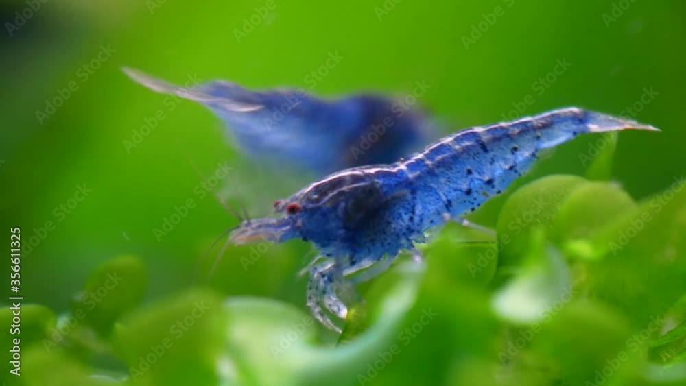 Extrem schöne wertvolle Caridina Aura blue Garnelen in aufgesalzenem ...