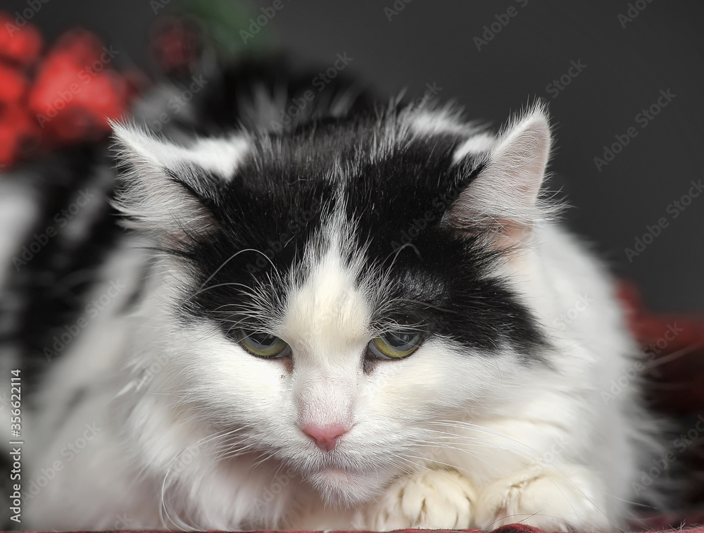 fluffy cute white with a black cat in the studio on a dark background ...