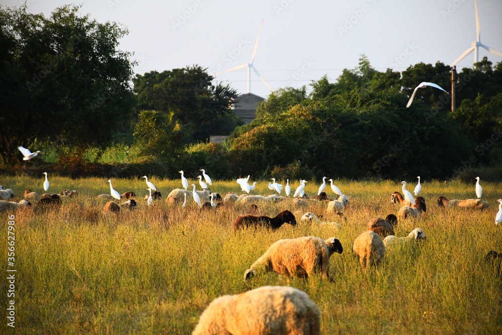 Bagula and Sheep in the farm at Morning, Kutch Gujarat, India Stock ...