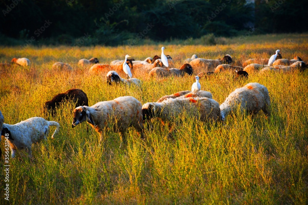 Bagula and Sheep in the farm at Morning, Kutch Gujarat, India Stock ...