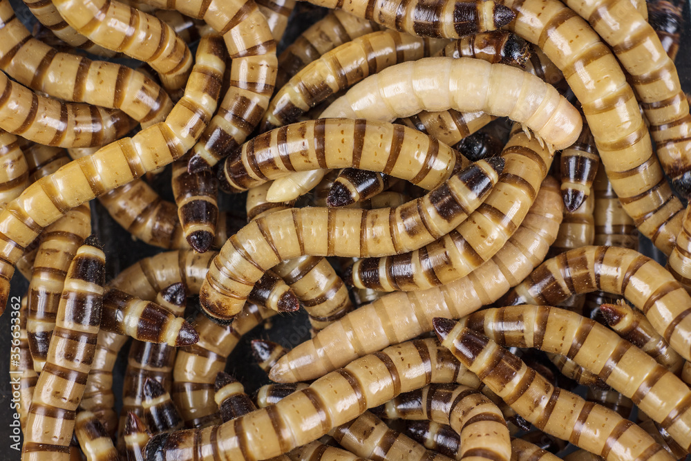 larvae Zophobas morio, superworm, zophobas. The view from above. Stock ...
