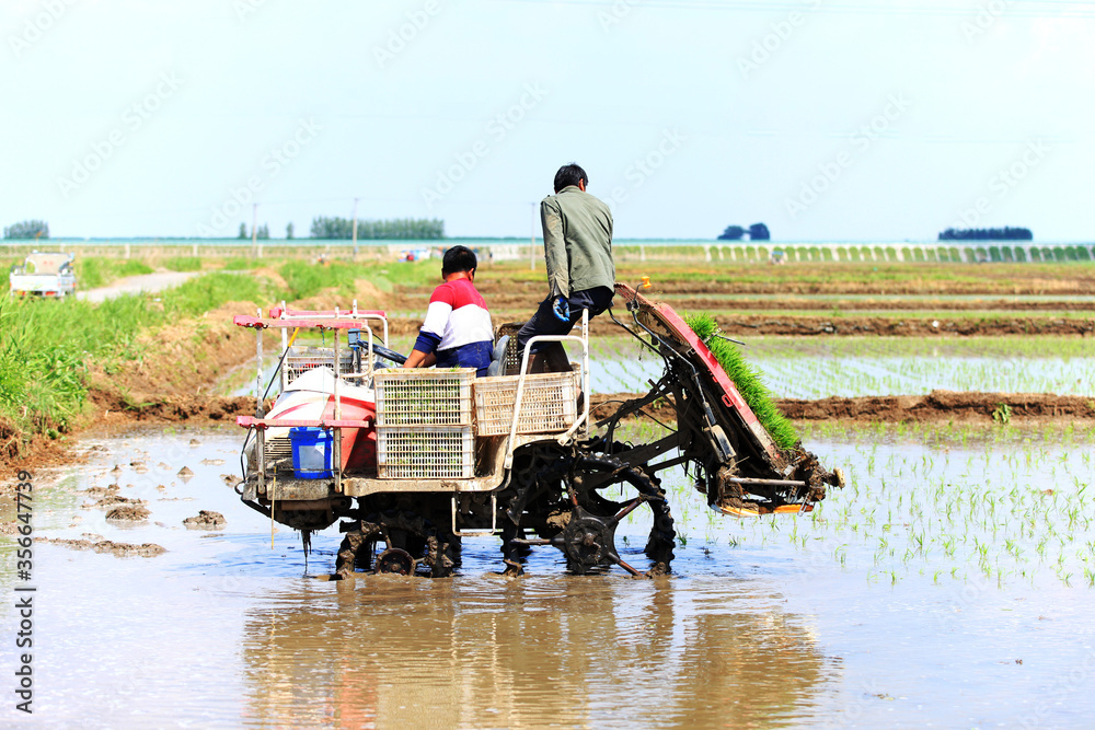 Farmers planting rice in field by using rice planting machine. Stock ...