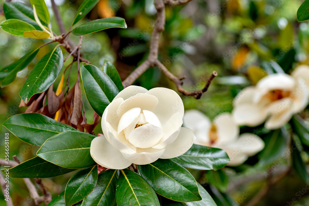 Flowers of southern magnolia (Magnolia grandiflora) Stock Photo | Adobe ...