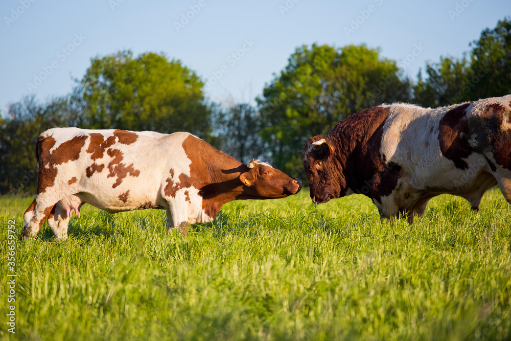 Vache et taureau de race à viande dans les champs. Stock Photo | Adobe ...