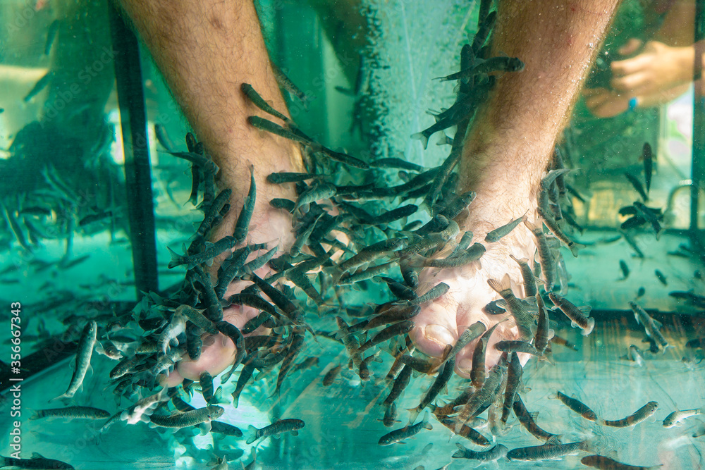 Peeling legs in an aquarium by Garra Rufa fish. Garra rufa fish eat ...