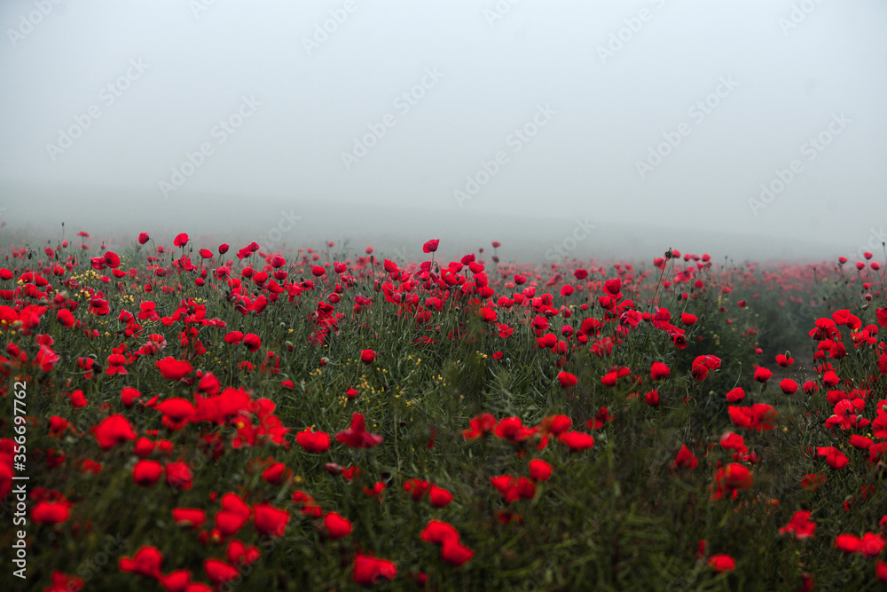 Beautiful field of red poppies in the sunset light. close up of red ...
