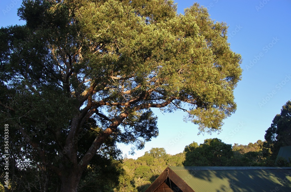 A large african tree and roof of a wooden house in the countryside. In ...