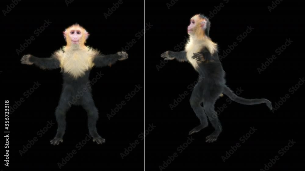 Video Stock White-headed Capuchin, black monkey, monkeys Dance CG fur ...