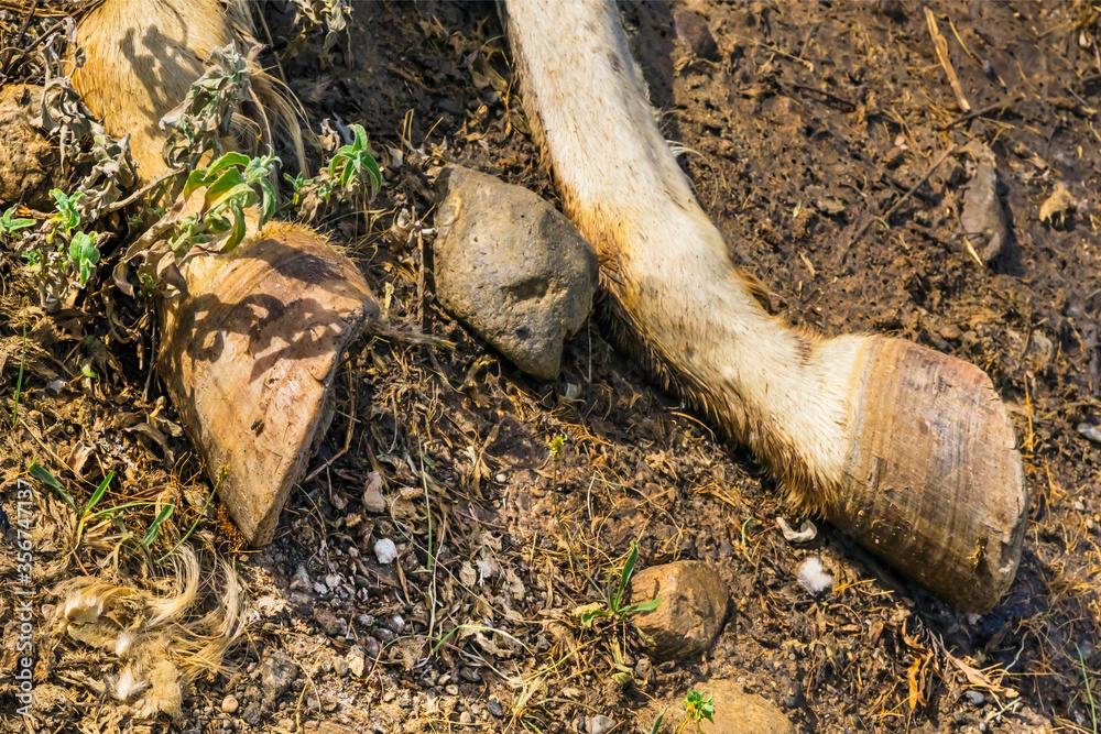 The corpse of a horse in the wild. Hooves of a dead horse on the ground ...