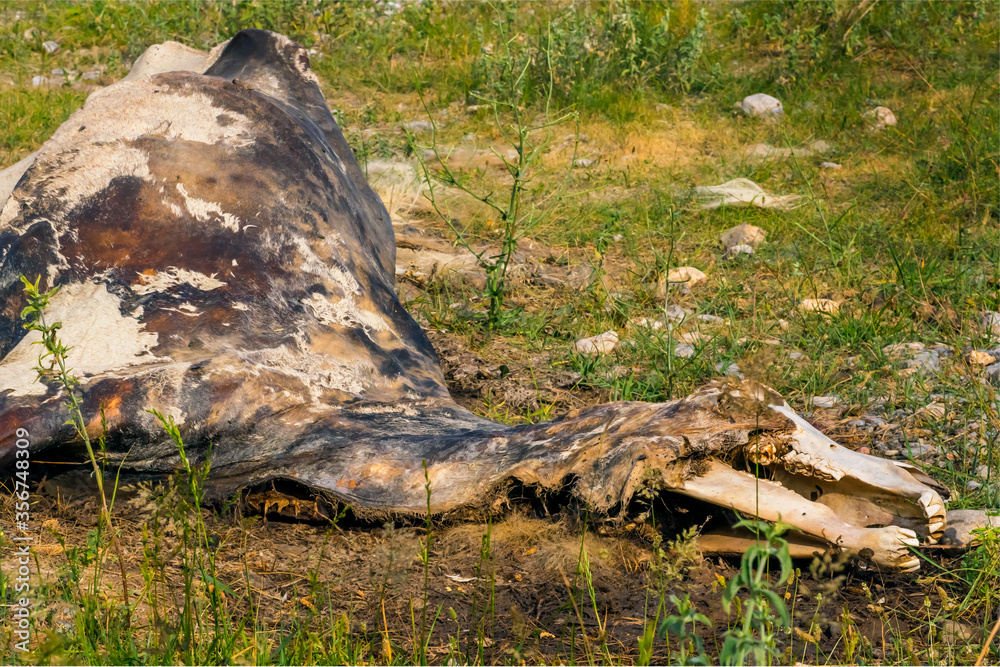 Foto de The corpse of a horse in the wild. The body of a dead horse on ...