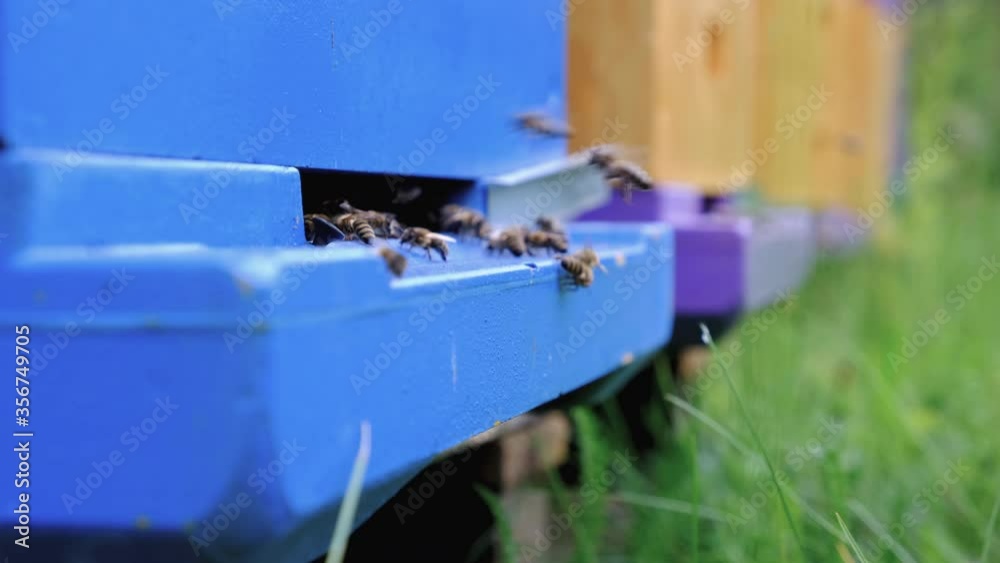 Apiary. Bees bring fresh nectar into the hive.Eco-friendly apiary. An ...