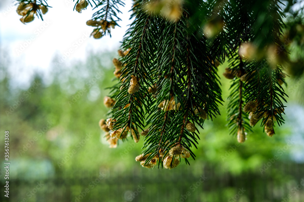 Branches of an adult spruce hang from above closeup (macro) against a ...