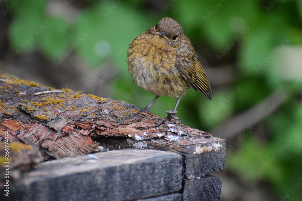 Young robin has no orange breast but buff brown upper parts and ...