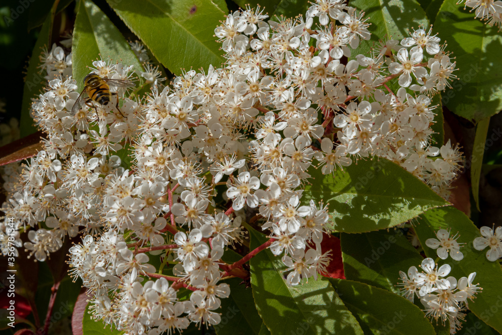 Viburnum tinus. The viburnum vat is a plant of the Caprifoliaceae ...