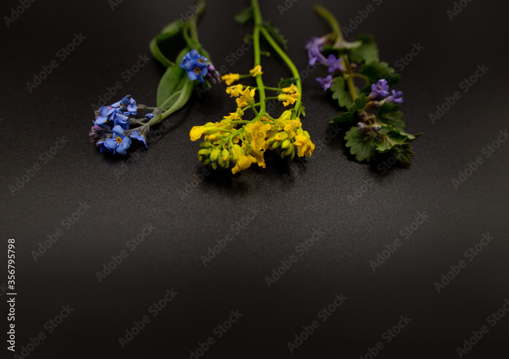Tender Forget me not, blue lamium and yellow flower on elegant dark ...