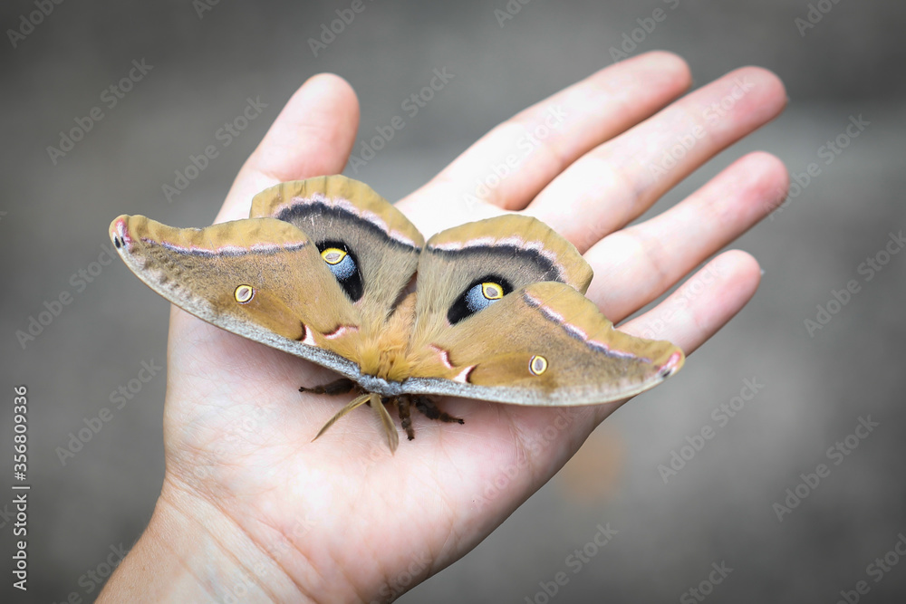 Polyphemus Moth Stock Photo | Adobe Stock