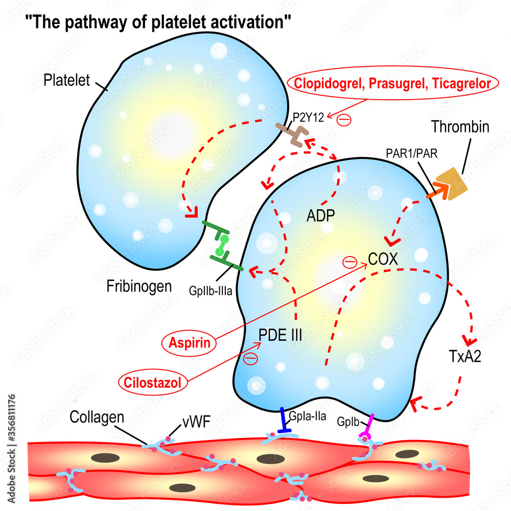 Different types of antiplatelets and the different mechanism of ...