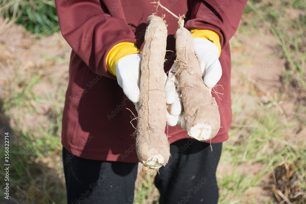 Farmer harvest cassava in farmland before rainy season. Stock Photo ...