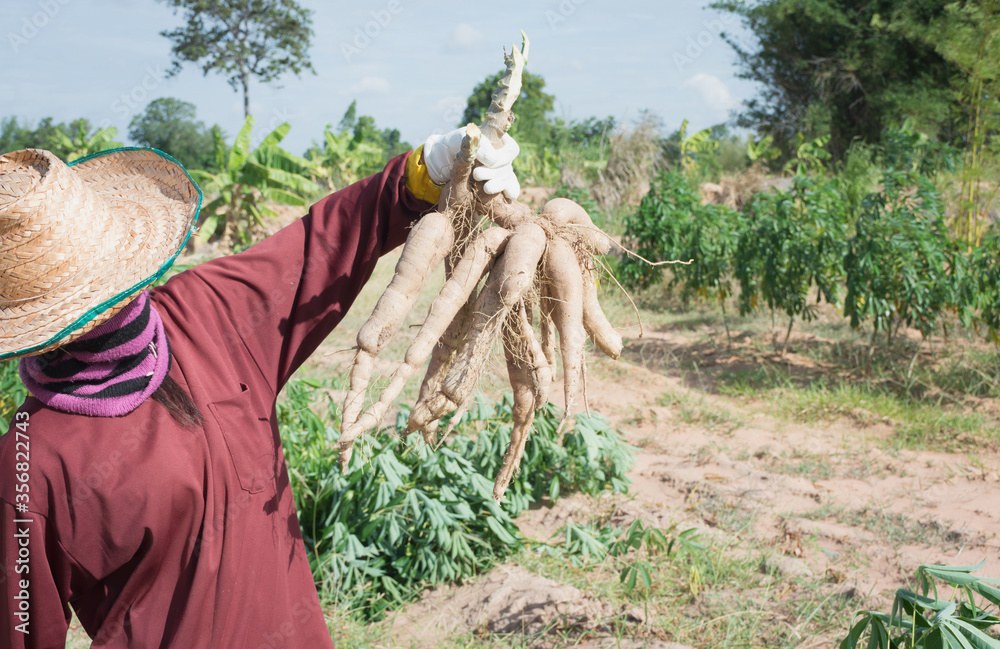 Farmer harvest cassava in farmland before rainy season. Stock Photo ...