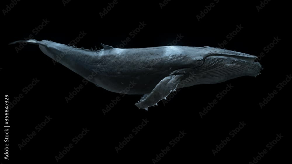 Humpback Whale Swimming