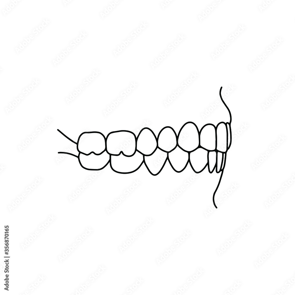 Human teeth, side view, drawn by lines on white background. Vector ...