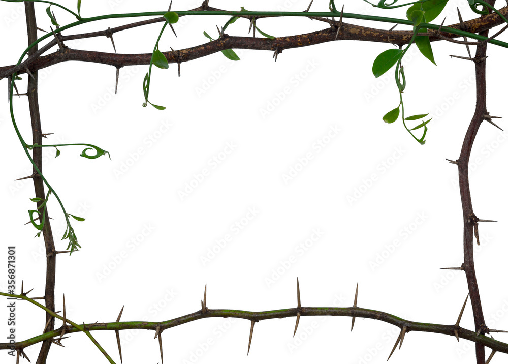 tree branches frame Stock Photo | Adobe Stock