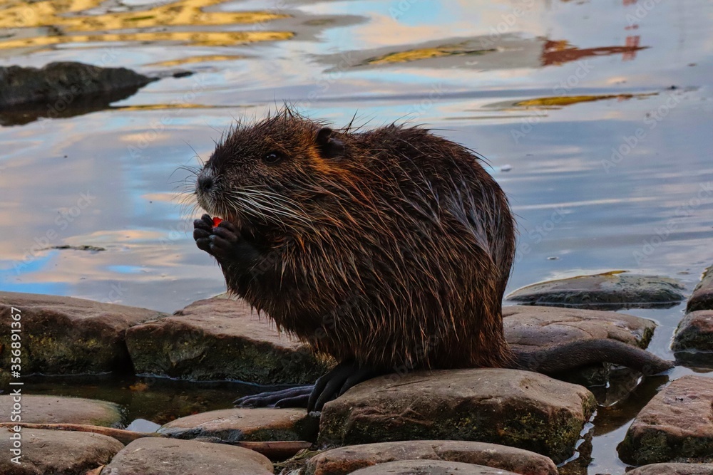Coypu Eats Carrot on the Bank of Vltava River in Prague. Cute Little ...