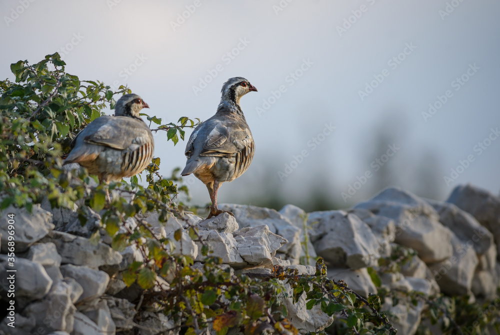 Rock Partridge - Alectoris graeca, beautiful colored bird from Souther ...
