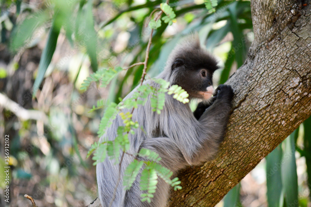 Phayre's langur (Trachypithecus phayrei) at Wat Tham Pha Poo, Chiang ...